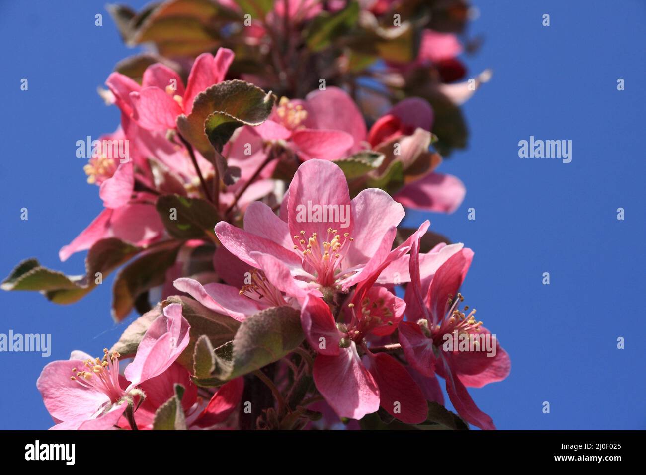 Ornamental inflorescence hi-res stock photography and images - Alamy
