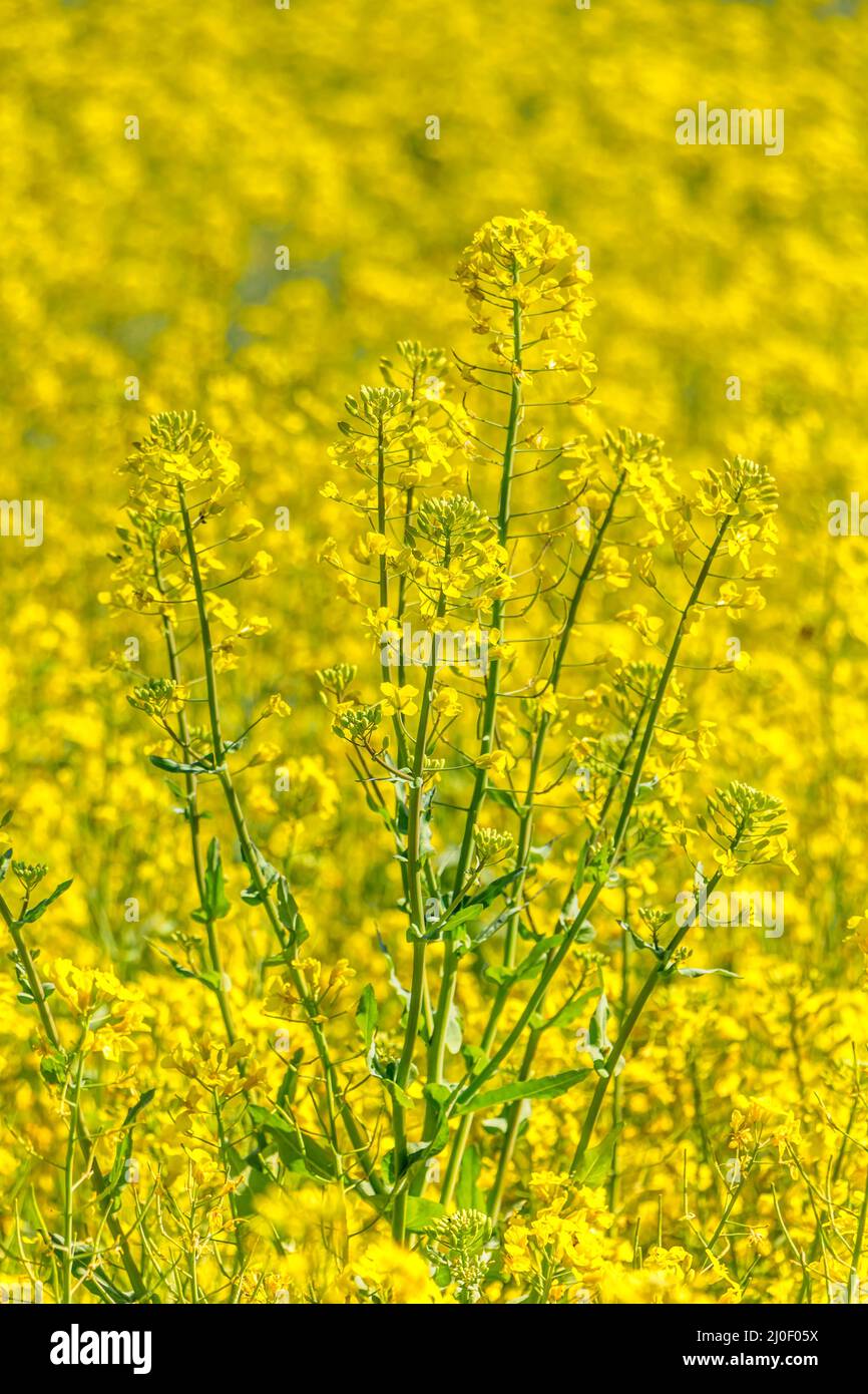 Yellow flower fields hi-res stock photography and images - Alamy