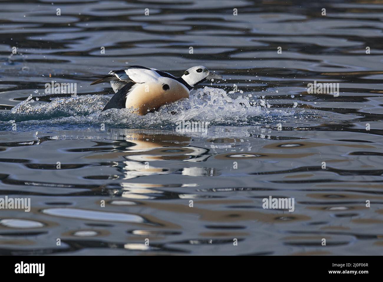 Pinto duck hi-res stock photography and images - Alamy