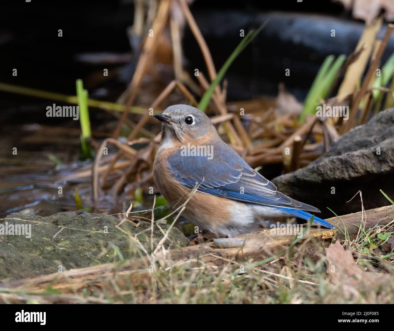 Female Eastern Bluebird at pond edge to drink Stock Photo - Alamy