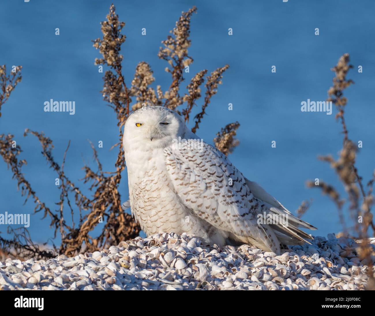 Observant perched Snowy Owl Stock Photo - Alamy