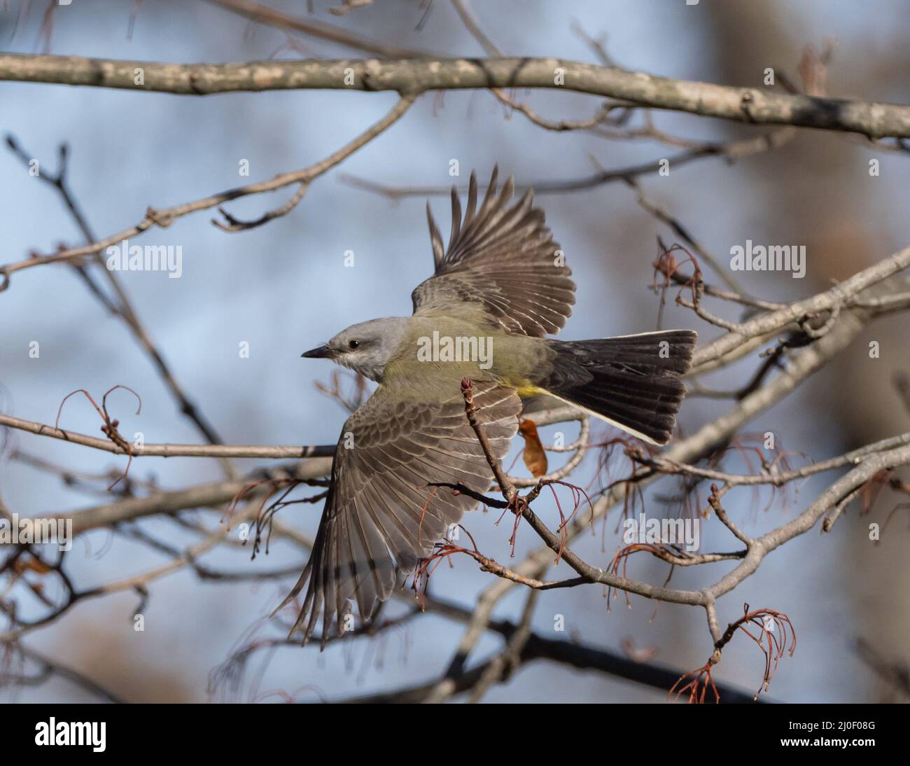 Western Kingbird in flight Stock Photo - Alamy
