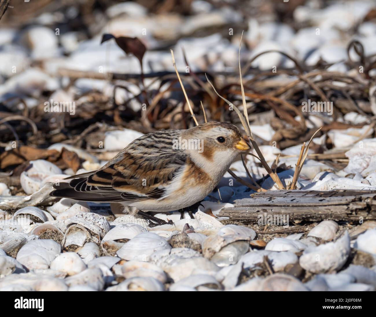Snow Bunting feeding on shingle beach in Winter Stock Photo - Alamy