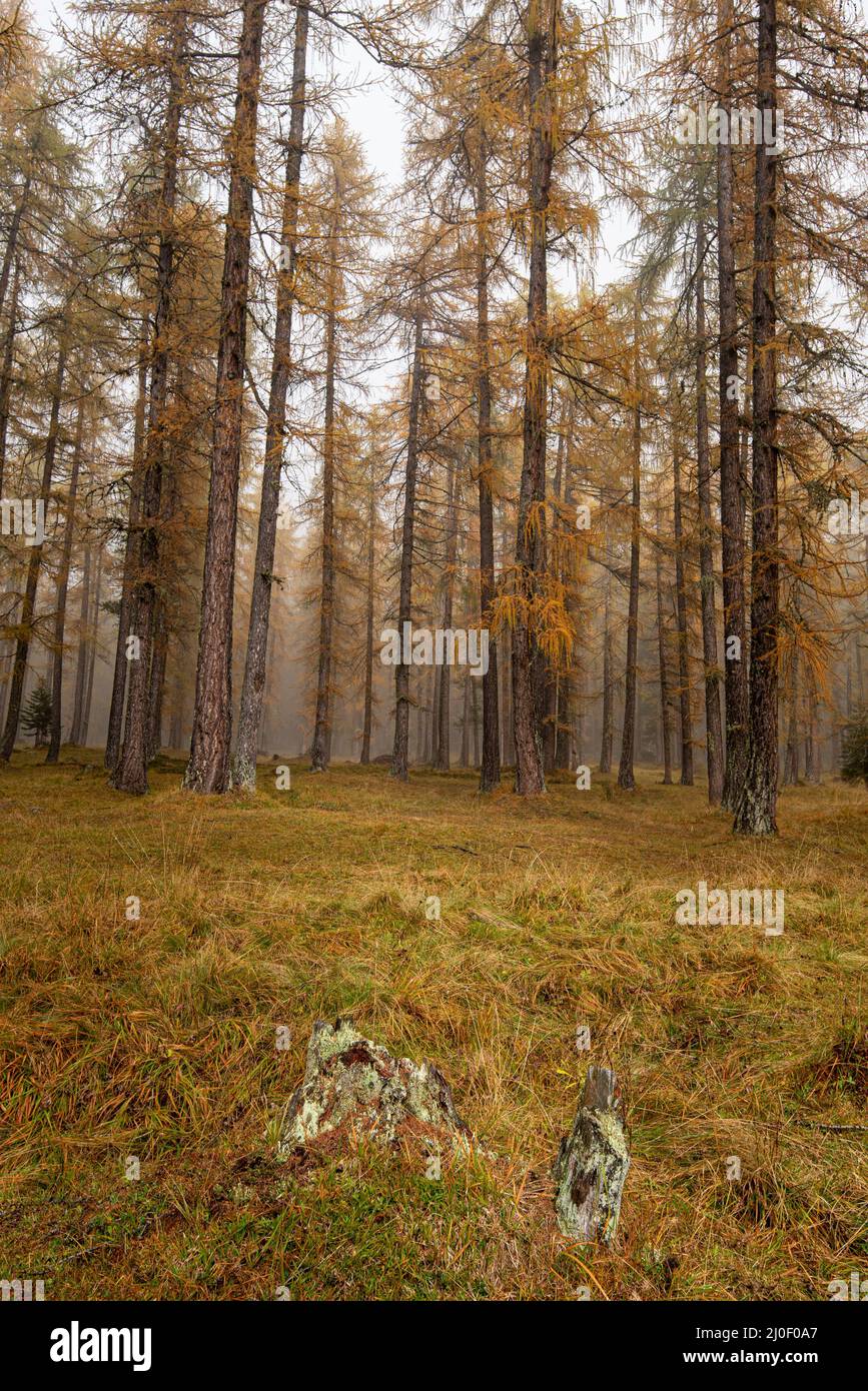 Forest landscape with yellow pine trees in autumn at the Italian alps ...