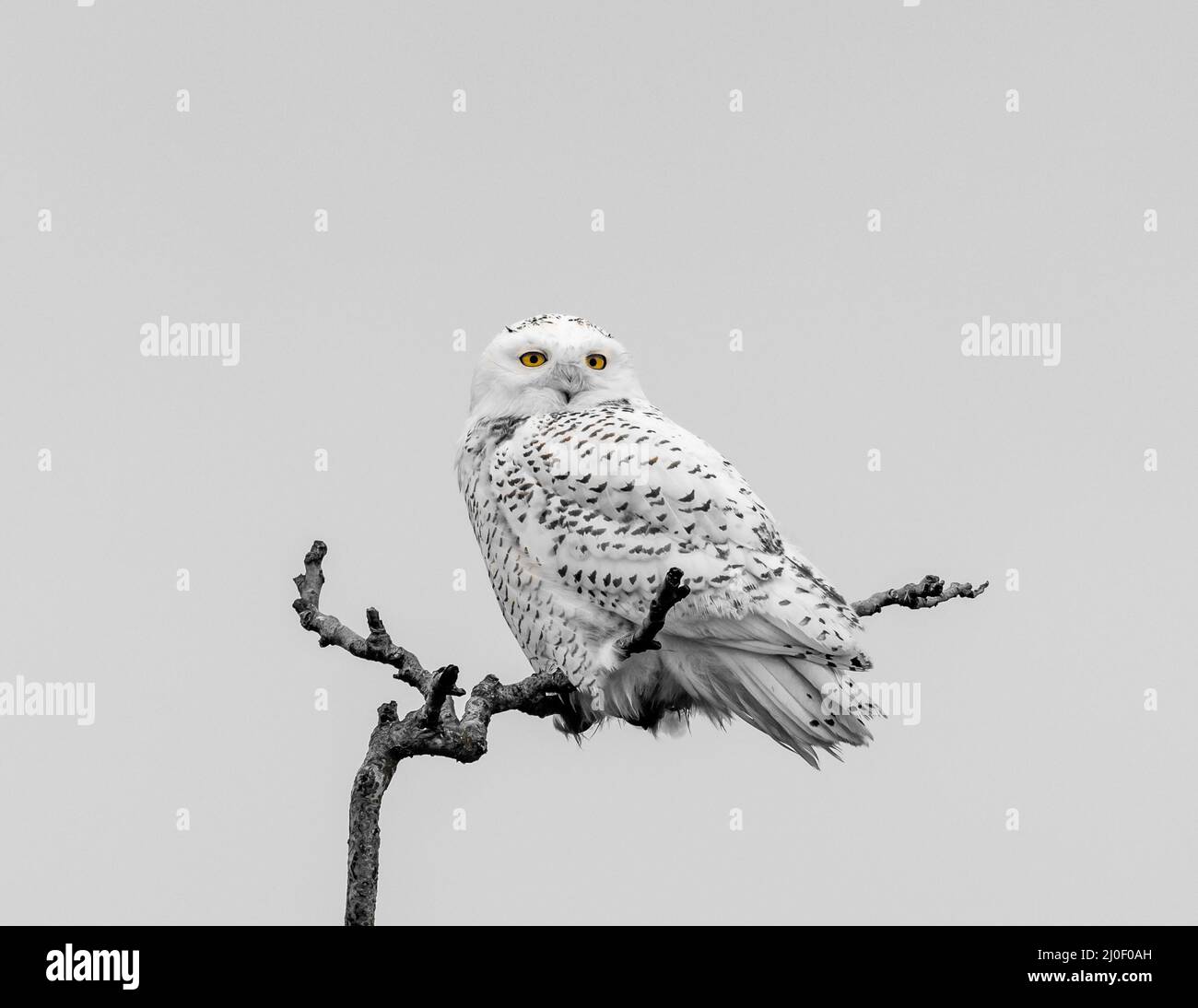 Observant owl hi-res stock photography and images - Alamy