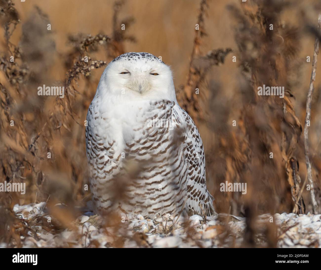 Observant owl hi-res stock photography and images - Alamy