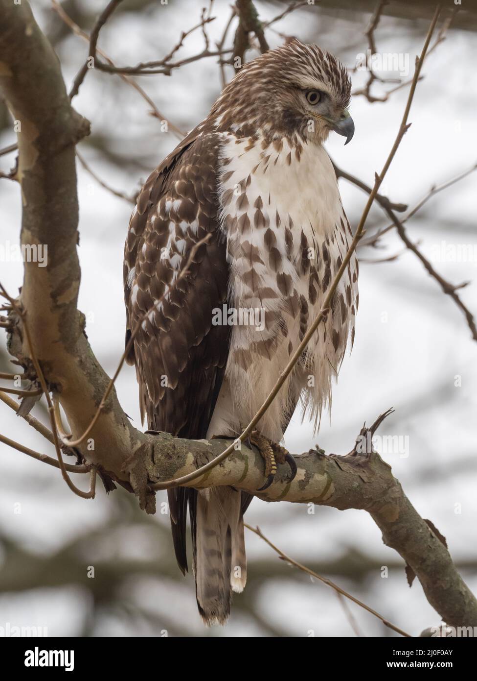 Red tailed hawk perched hi-res stock photography and images - Alamy