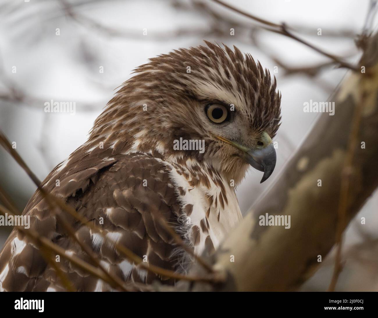 Red tailed hawk perched hi-res stock photography and images - Alamy