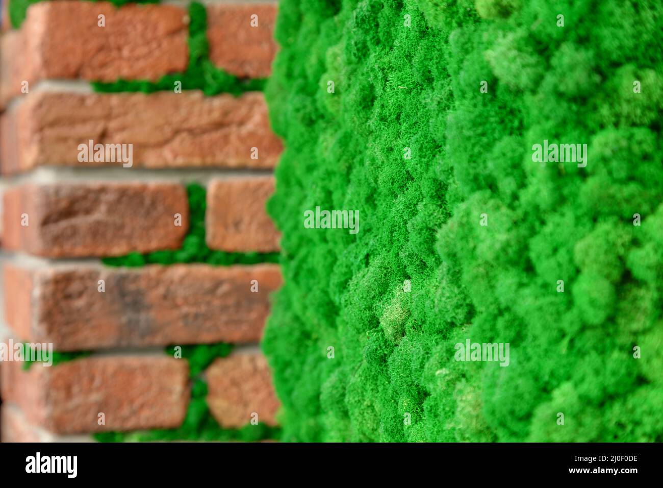 Moss in wall hi-res stock photography and images - Alamy
