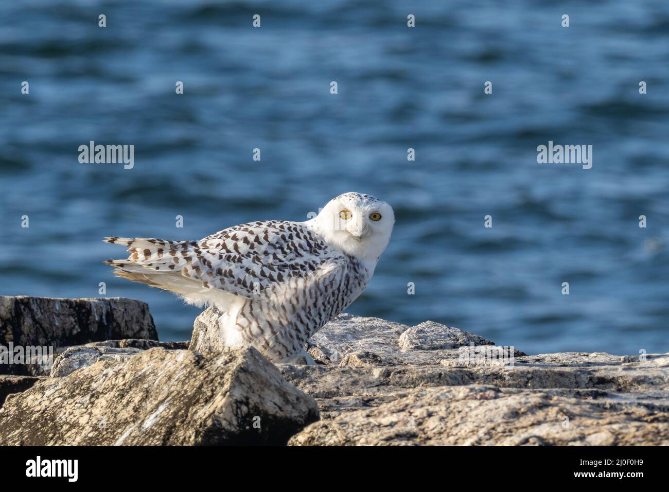Observant owl hi-res stock photography and images - Alamy