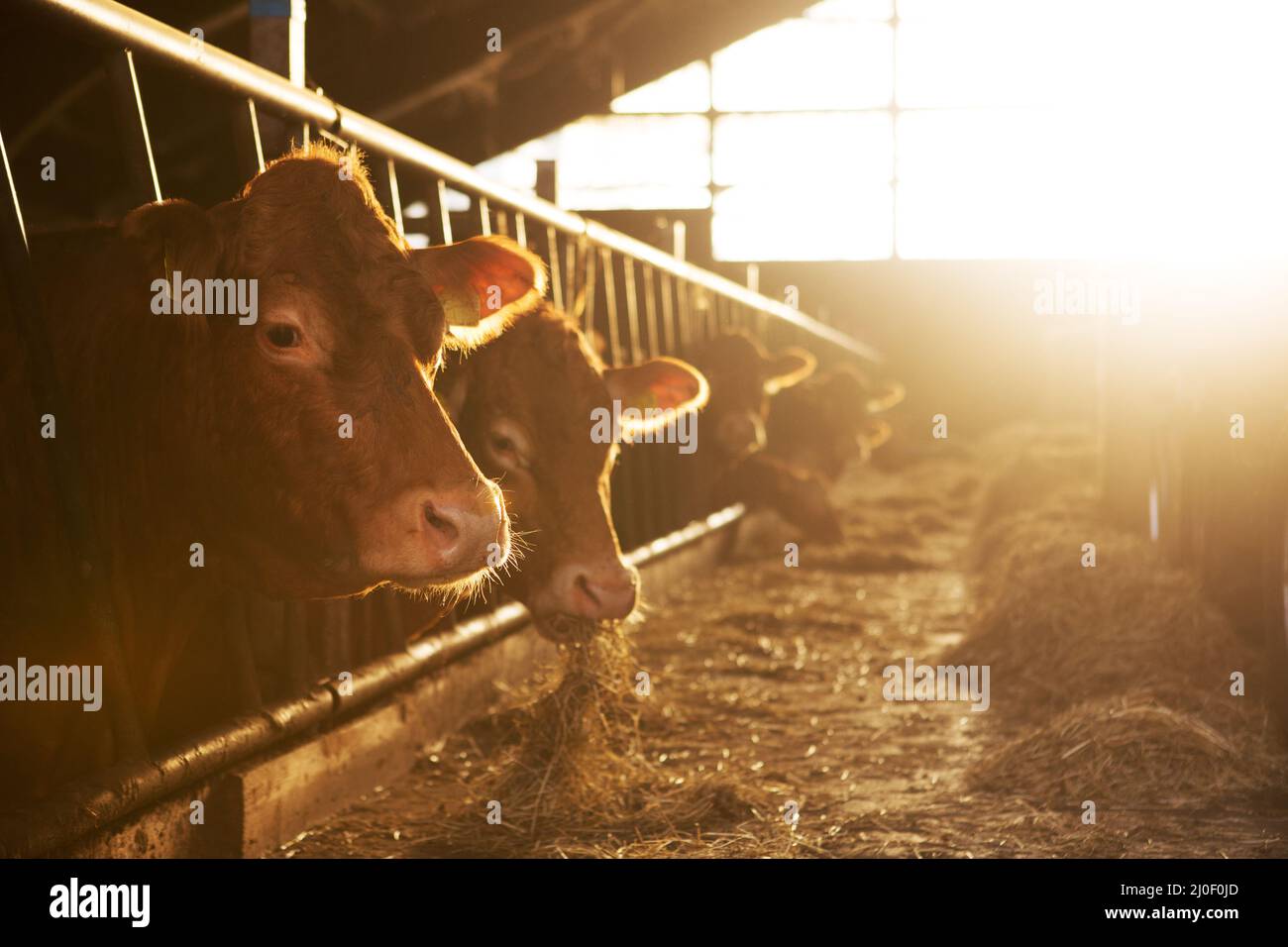 Sweet cows hi-res stock photography and images - Alamy