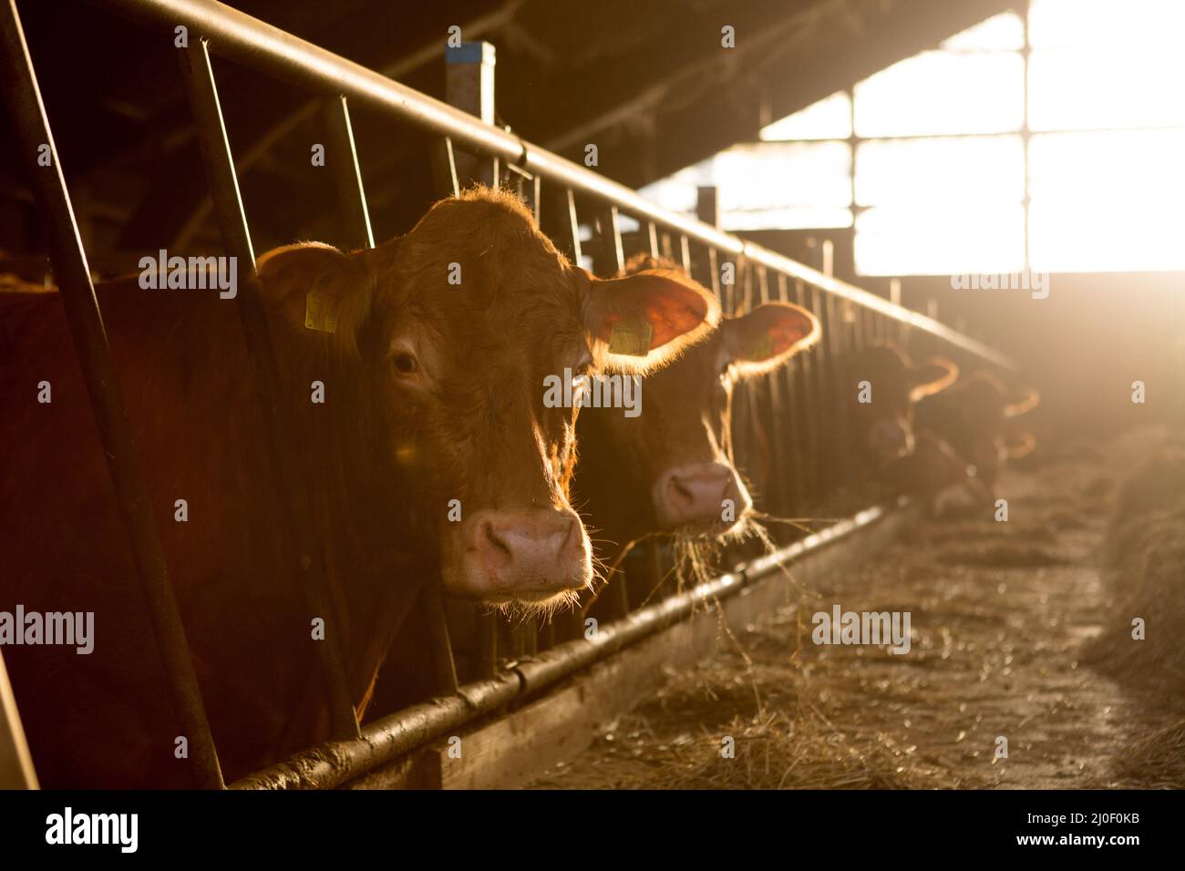Cows and red barn hi-res stock photography and images - Alamy