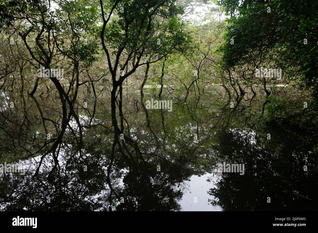 A swamp that could be what is left from an ancient reservoir in the ...