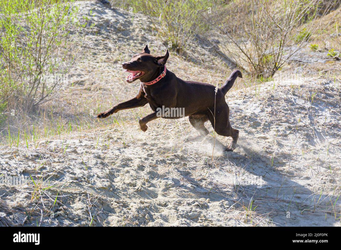 Labrador retriever running in sand Stock Photo - Alamy