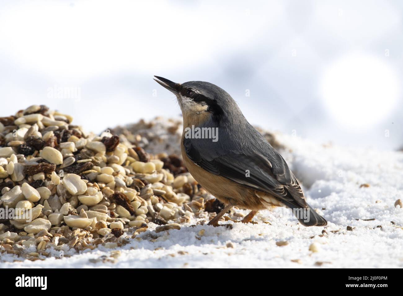 Hungry bird hi-res stock photography and images - Alamy