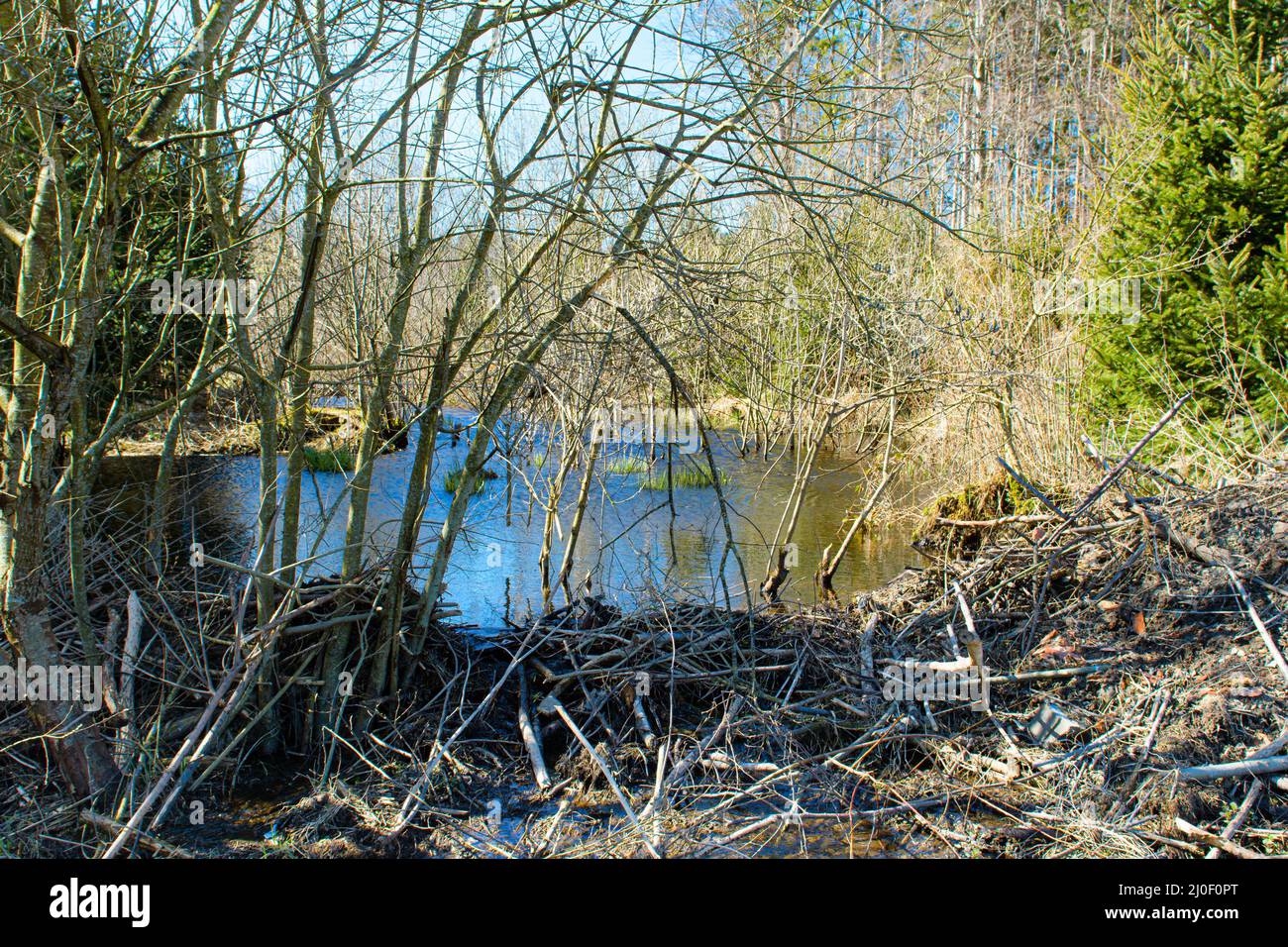 Beavers home hi-res stock photography and images - Alamy