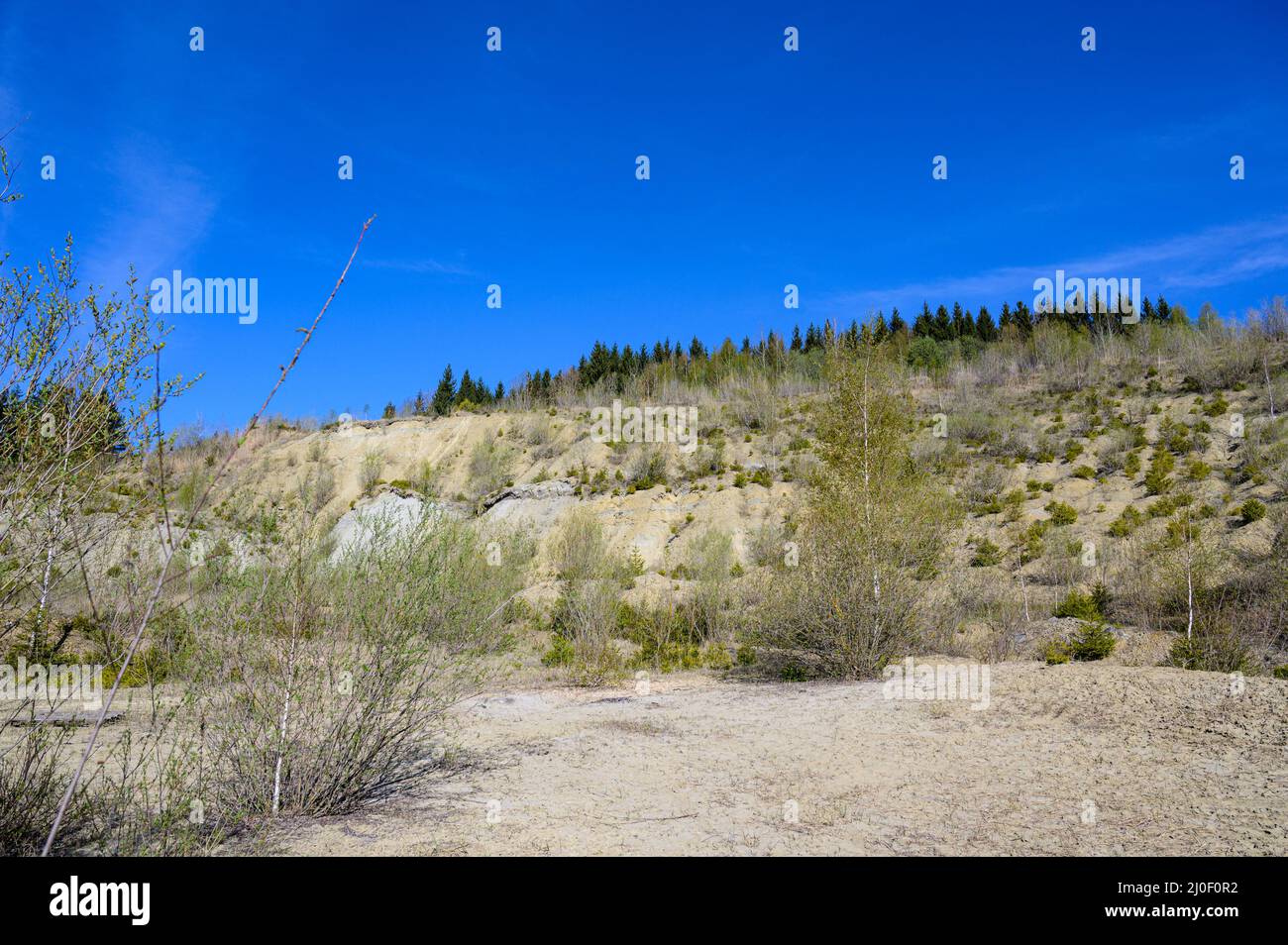 Pionierbaumarten hi-res stock photography and images - Alamy