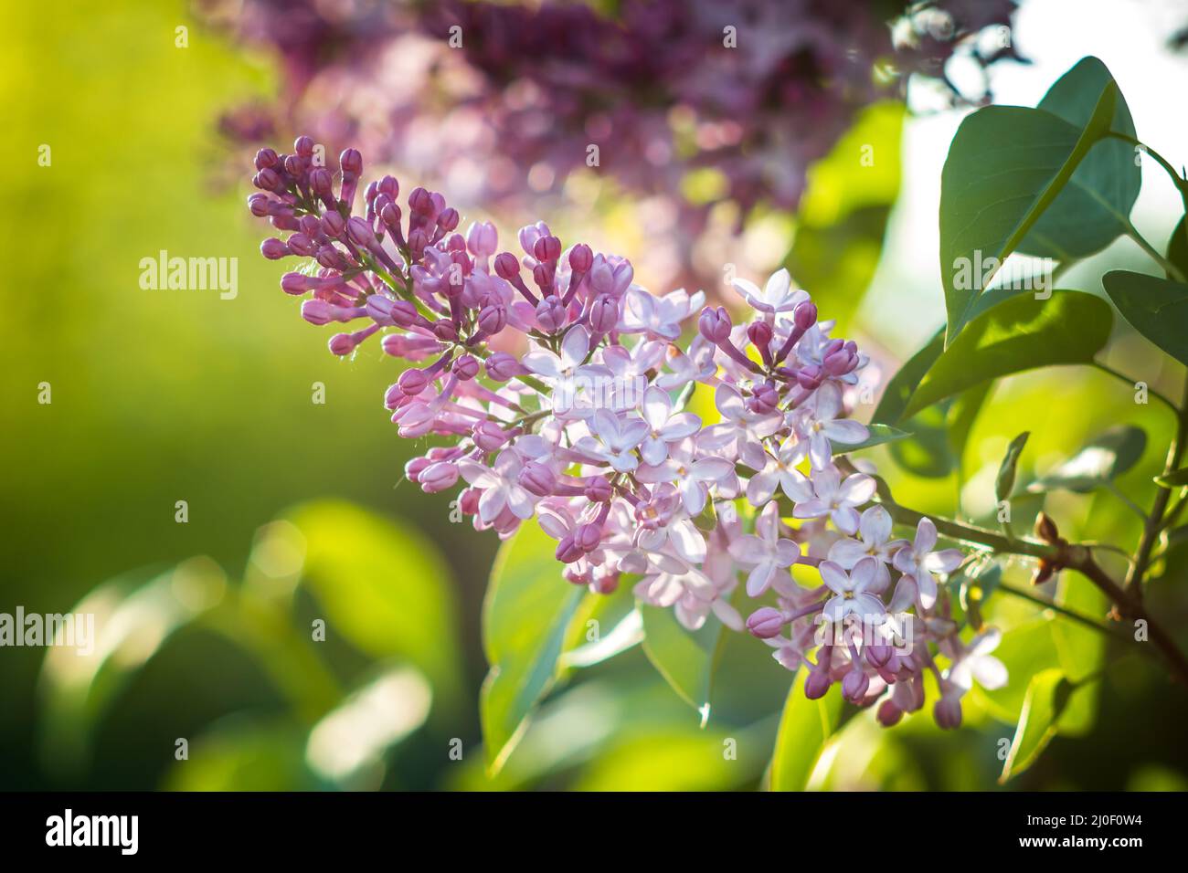 Purple lilac flowers blooming hi-res stock photography and images - Alamy