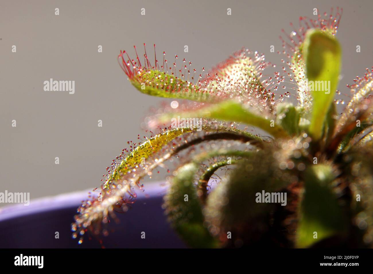 Sundew plant hi-res stock photography and images - Alamy