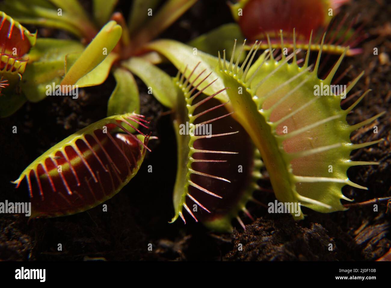 Predatory plant Dionea Venus flytrap close-up Stock Photo - Alamy