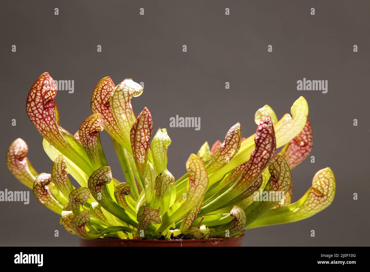 Carnivorous insects hi-res stock photography and images - Alamy