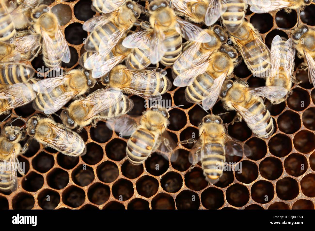 Bees honeycomb dance hi-res stock photography and images - Alamy