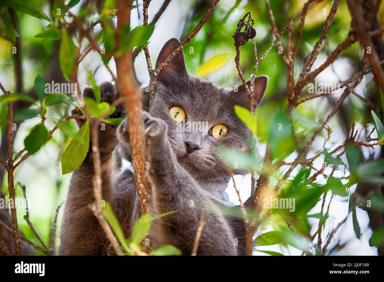 Cat in tree Stock Photo - Alamy