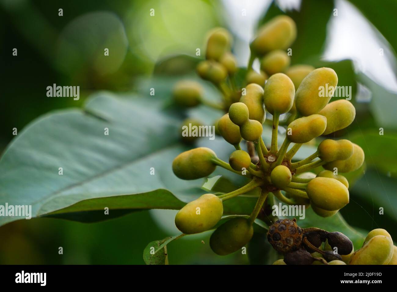 The exotic of krakas fruit. Indonesian also called kakas Stock Photo ...