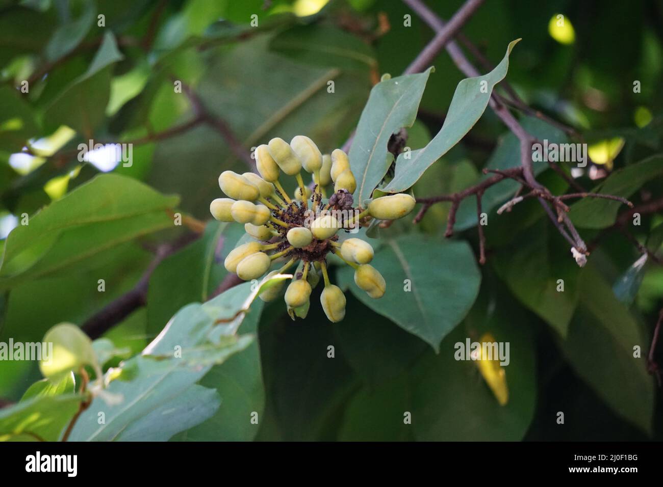 The exotic of krakas fruit. Indonesian also called kakas Stock Photo ...