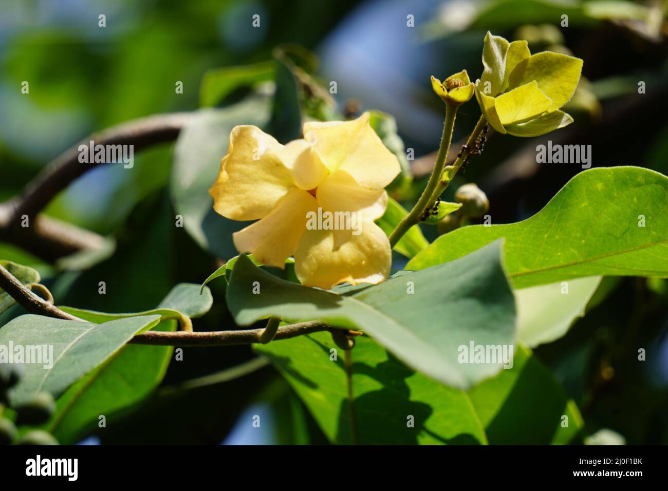 The exotic of krakas fruit. Indonesian also called kakas Stock Photo ...