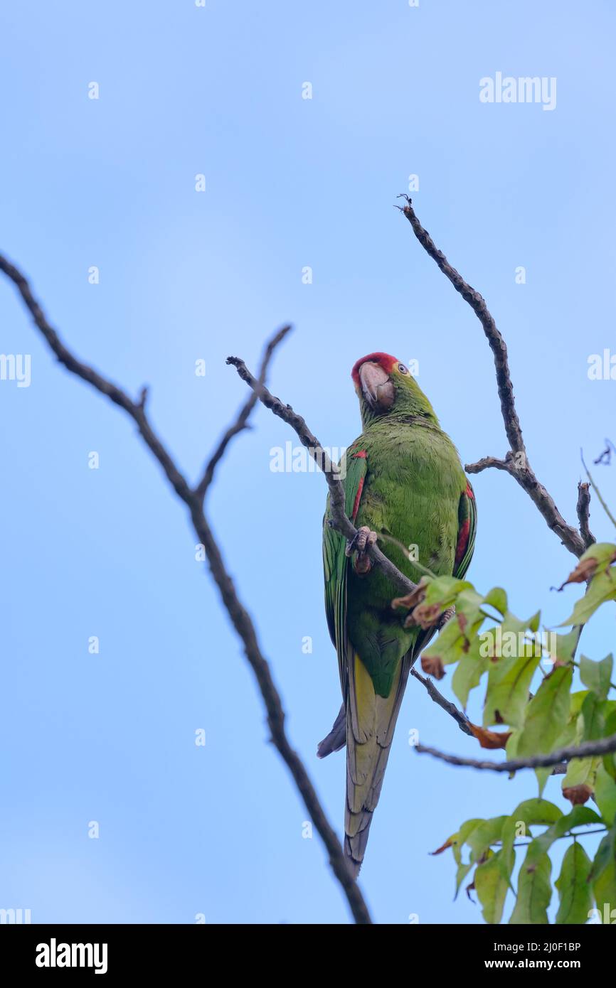 SCARLET FRONTED PARAKEET (Psittacara wagleri), perched restlessly on ...
