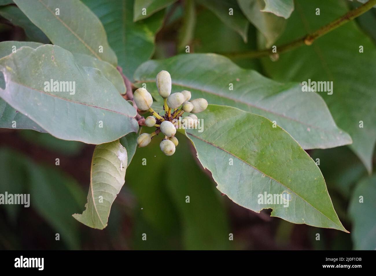 The exotic of krakas fruit. Indonesian also called kakas Stock Photo ...