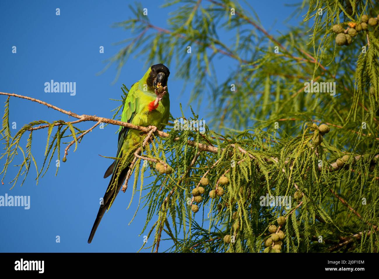 Montezuma cypress taxodium mucronatum hi-res stock photography and ...