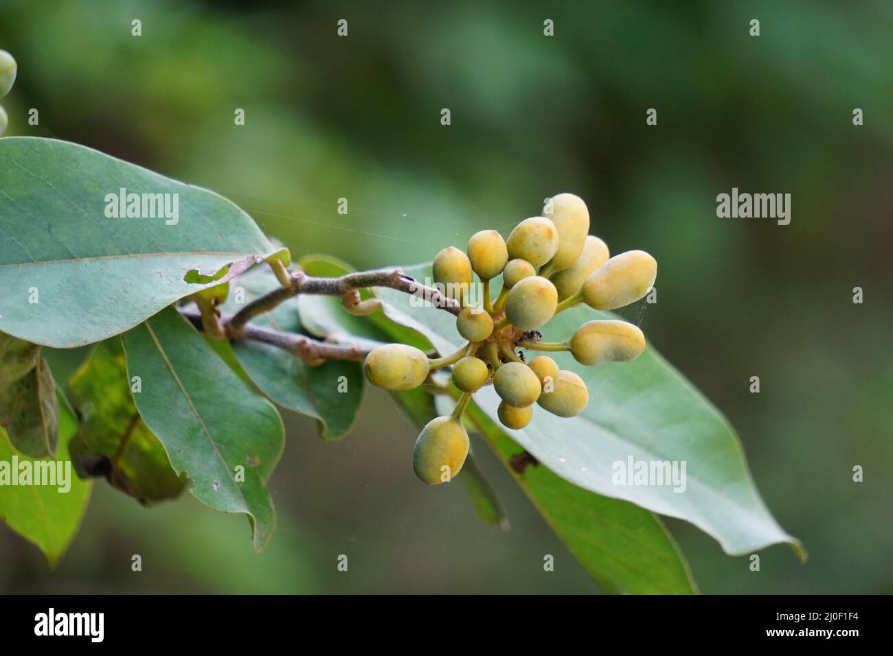 The exotic of krakas fruit. Indonesian also called kakas Stock Photo ...