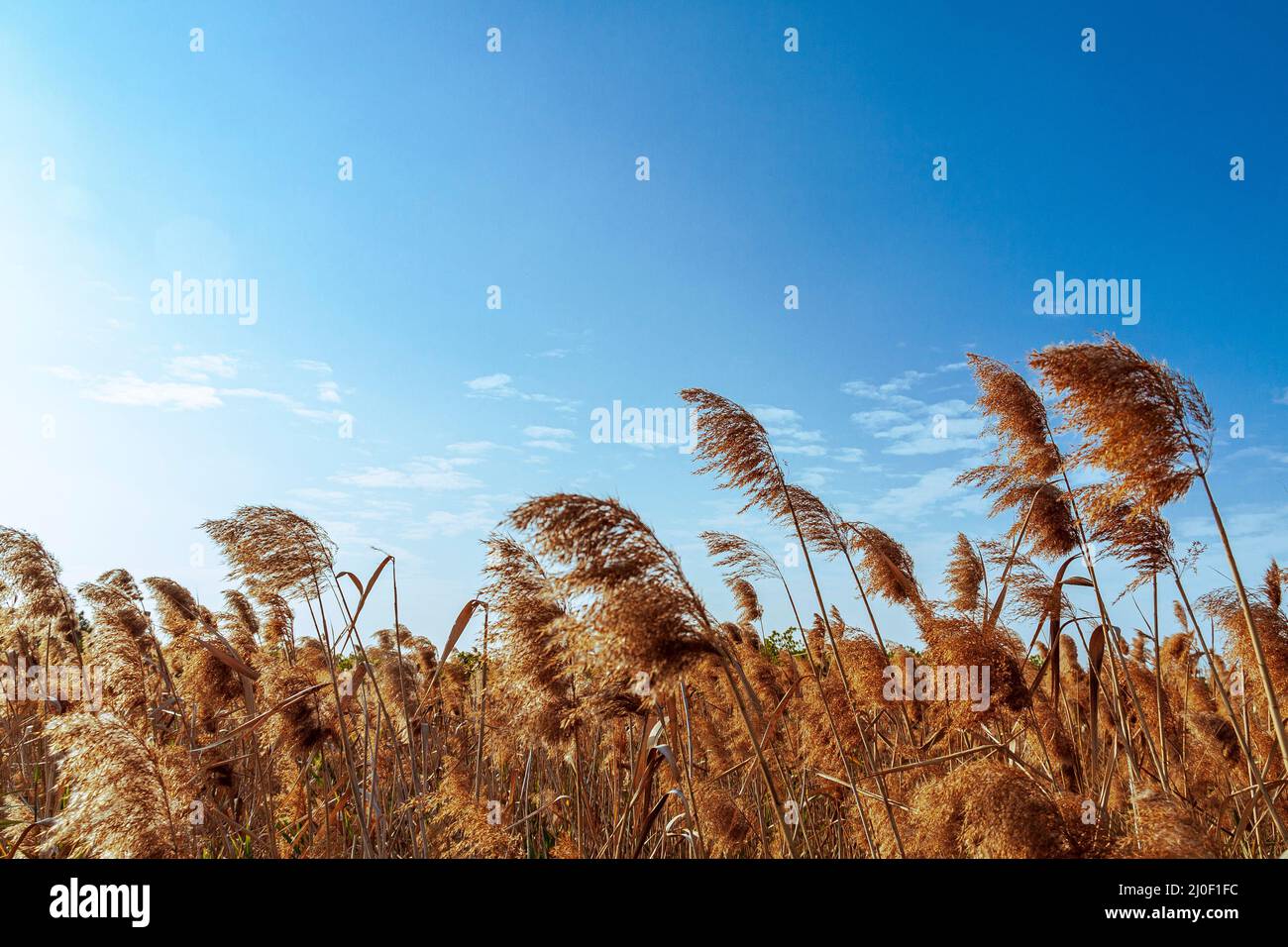 Miscanthus harvest in field hi-res stock photography and images - Alamy