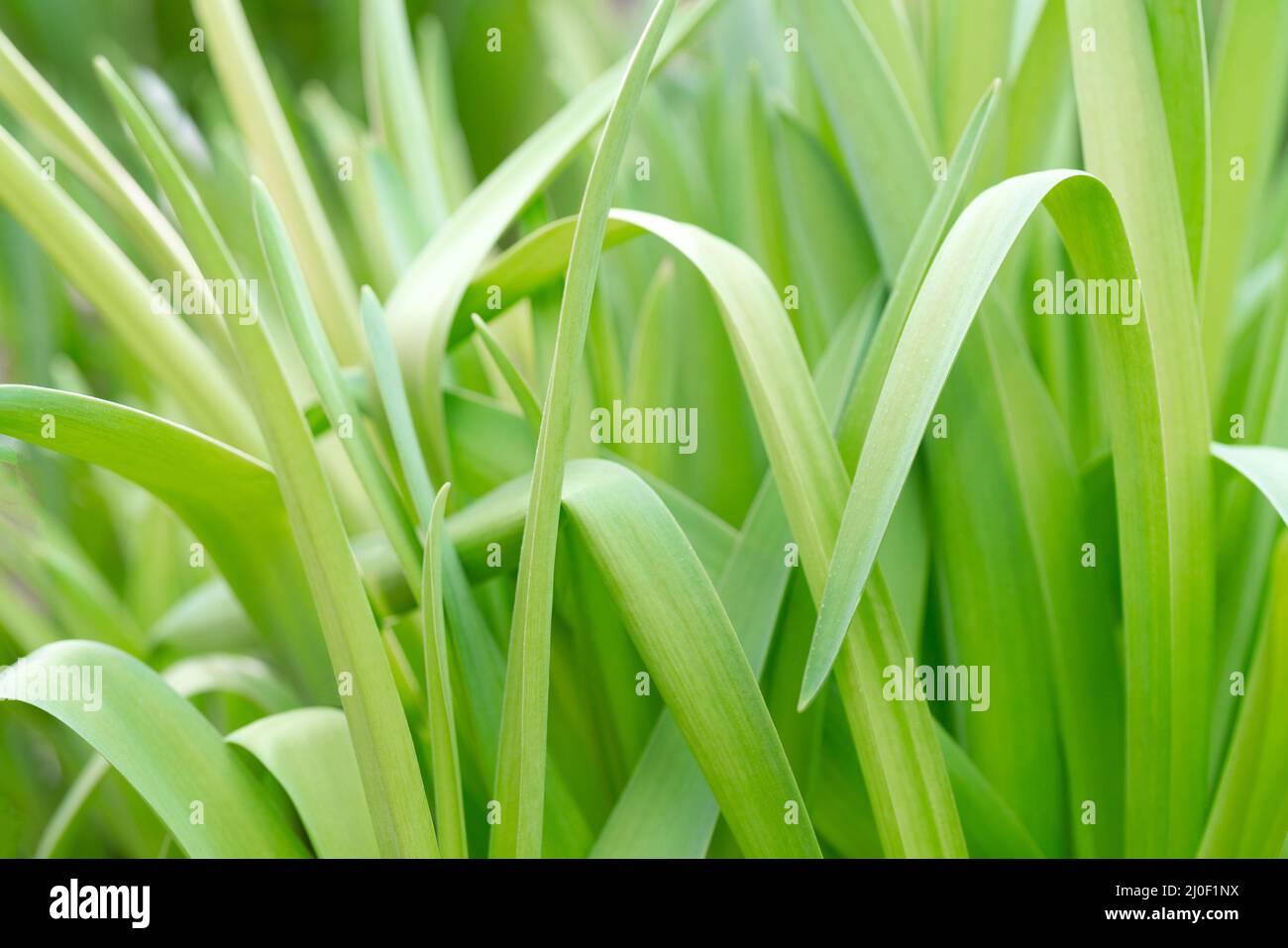 Green beautiful stems. Natural background. Spring seedlings of a plant ...