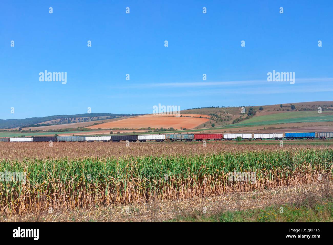 Train in the agricultural fields . Rural scenery with wagons on the ...