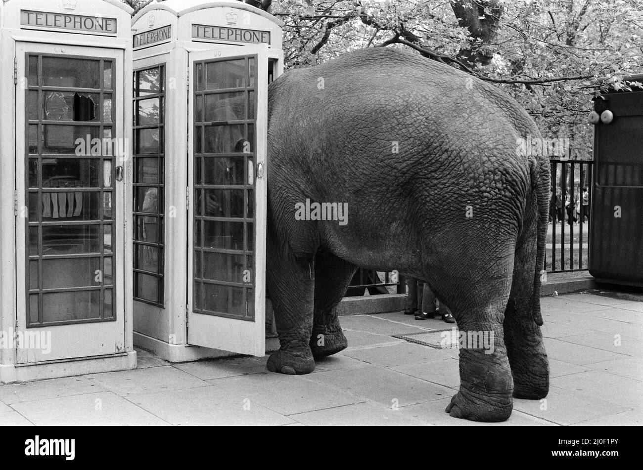 Maureen the elephant, with Robert Brothers circus, is living in Hyde ...
