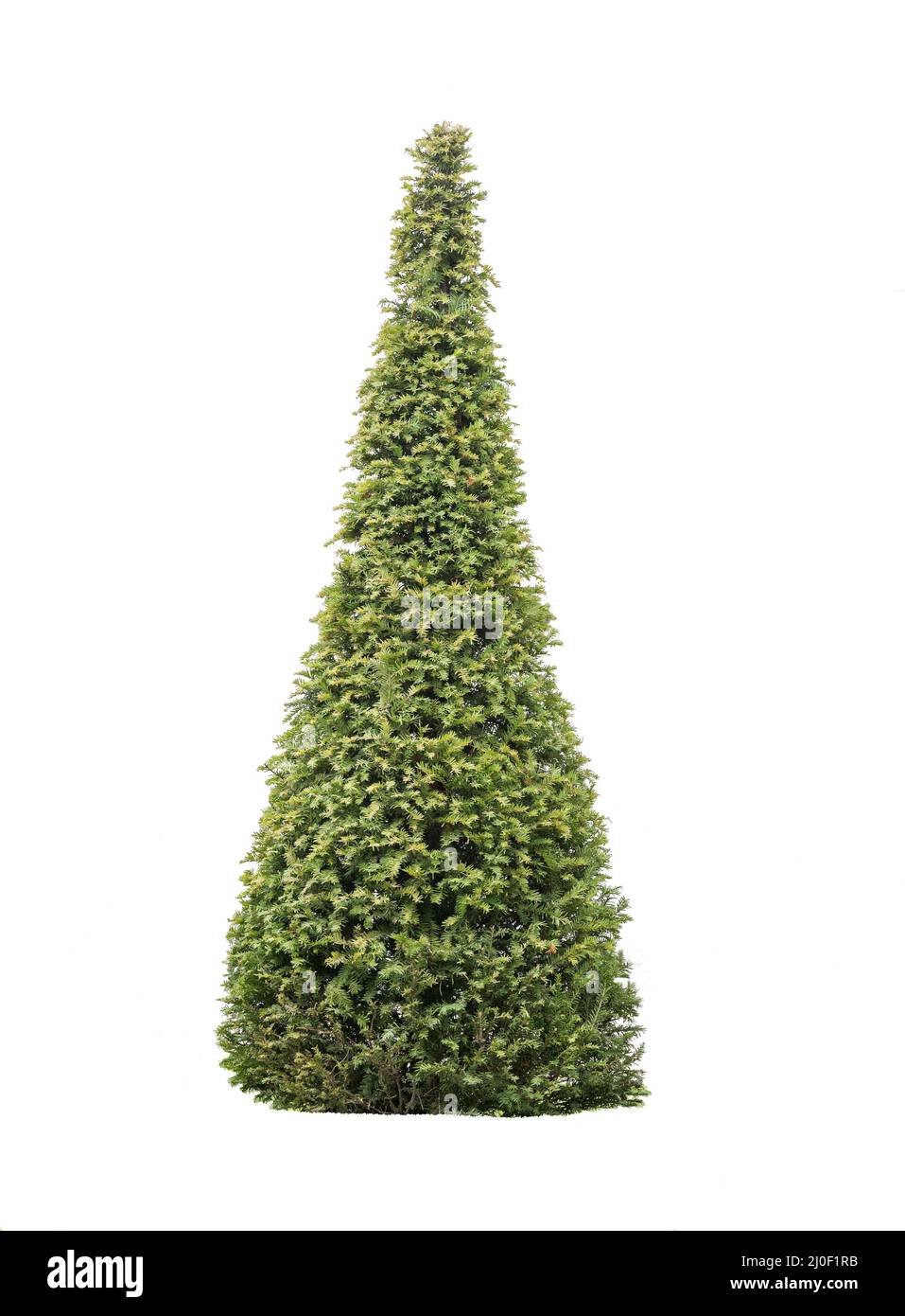 Tree pyramidal shape hi-res stock photography and images - Alamy