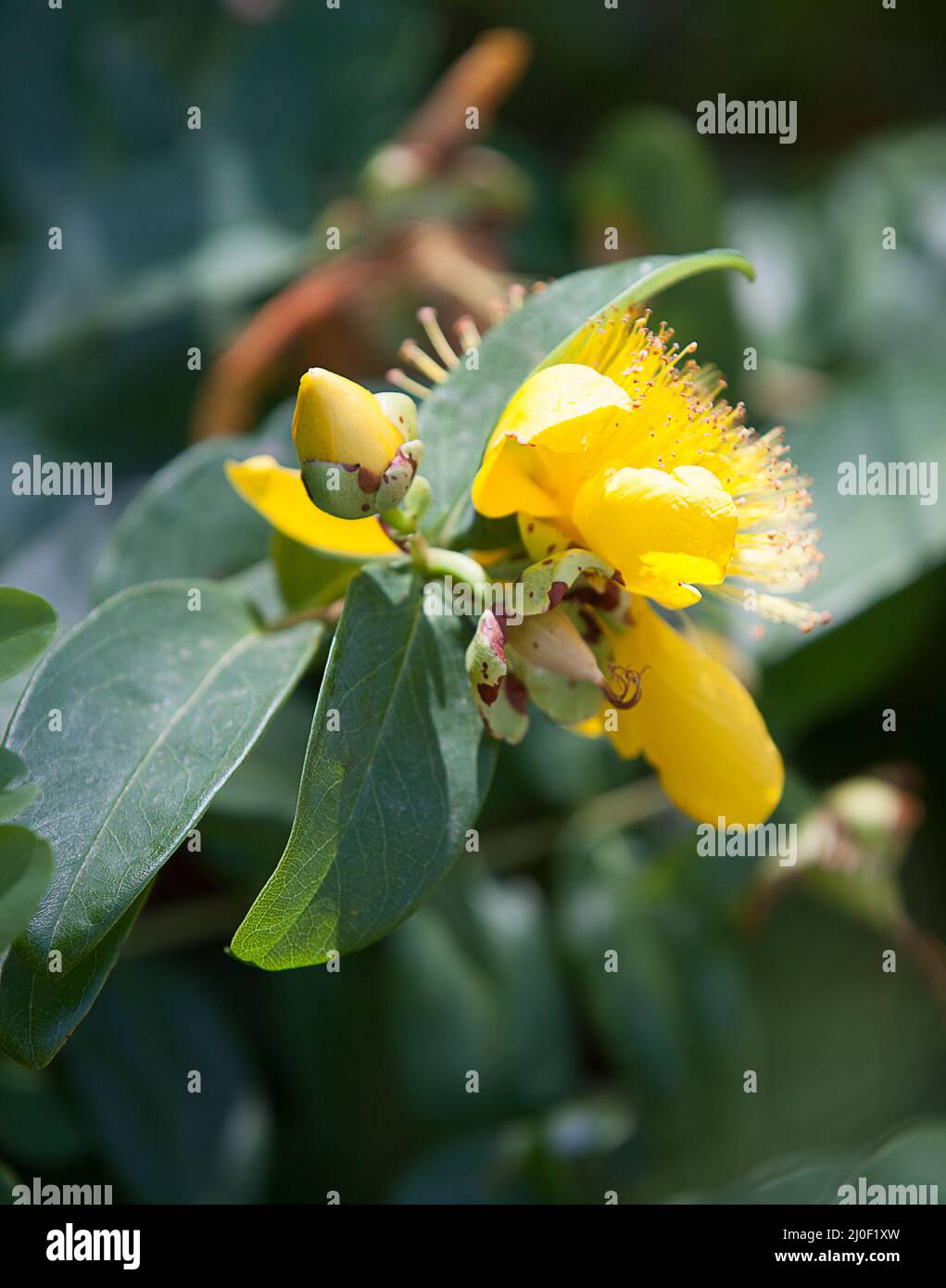 Pflanzen der provence hi-res stock photography and images - Alamy