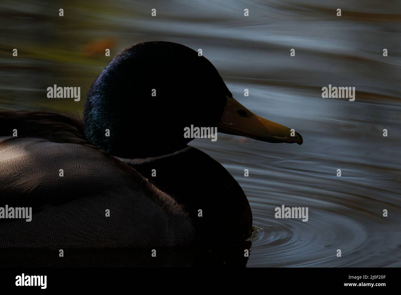 A close up of a male Mallard duck (Anas platyrhynchos) swimming mostly ...