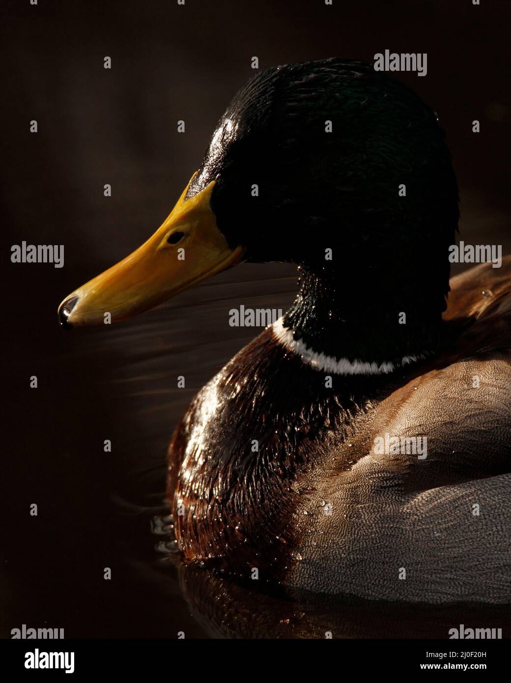 A close up of a male Mallard duck (Anas platyrhynchos) swimming mostly ...