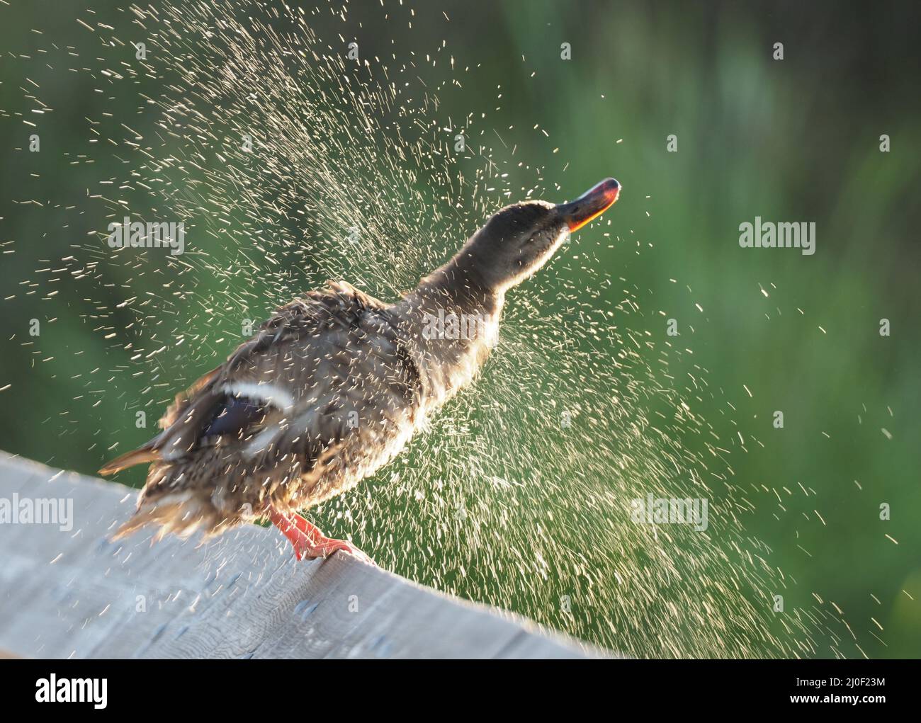 Common mallard duck flying hi-res stock photography and images - Alamy