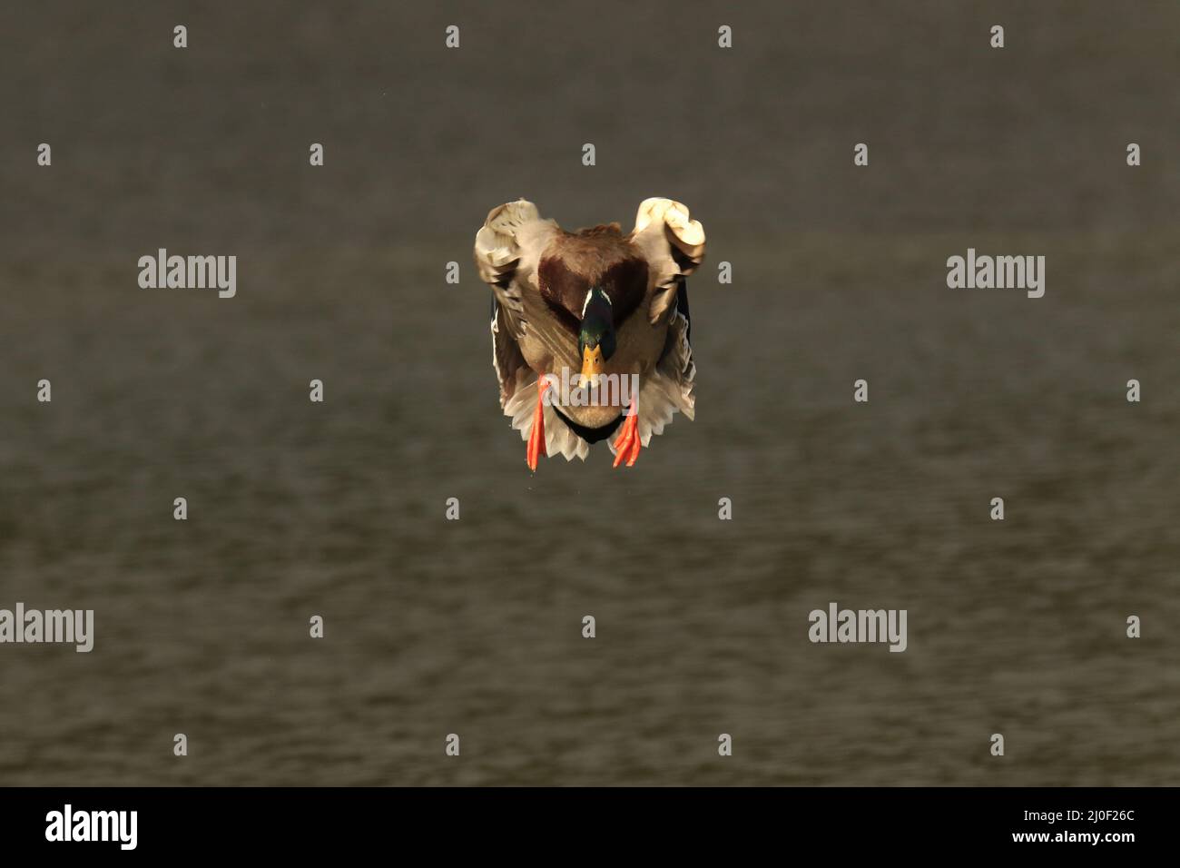 Duck facing camera hi-res stock photography and images - Alamy