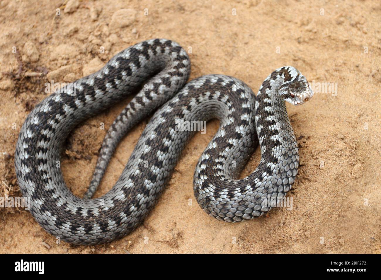 Grey viper or adder venomous snake in attacking or defencive pose ...