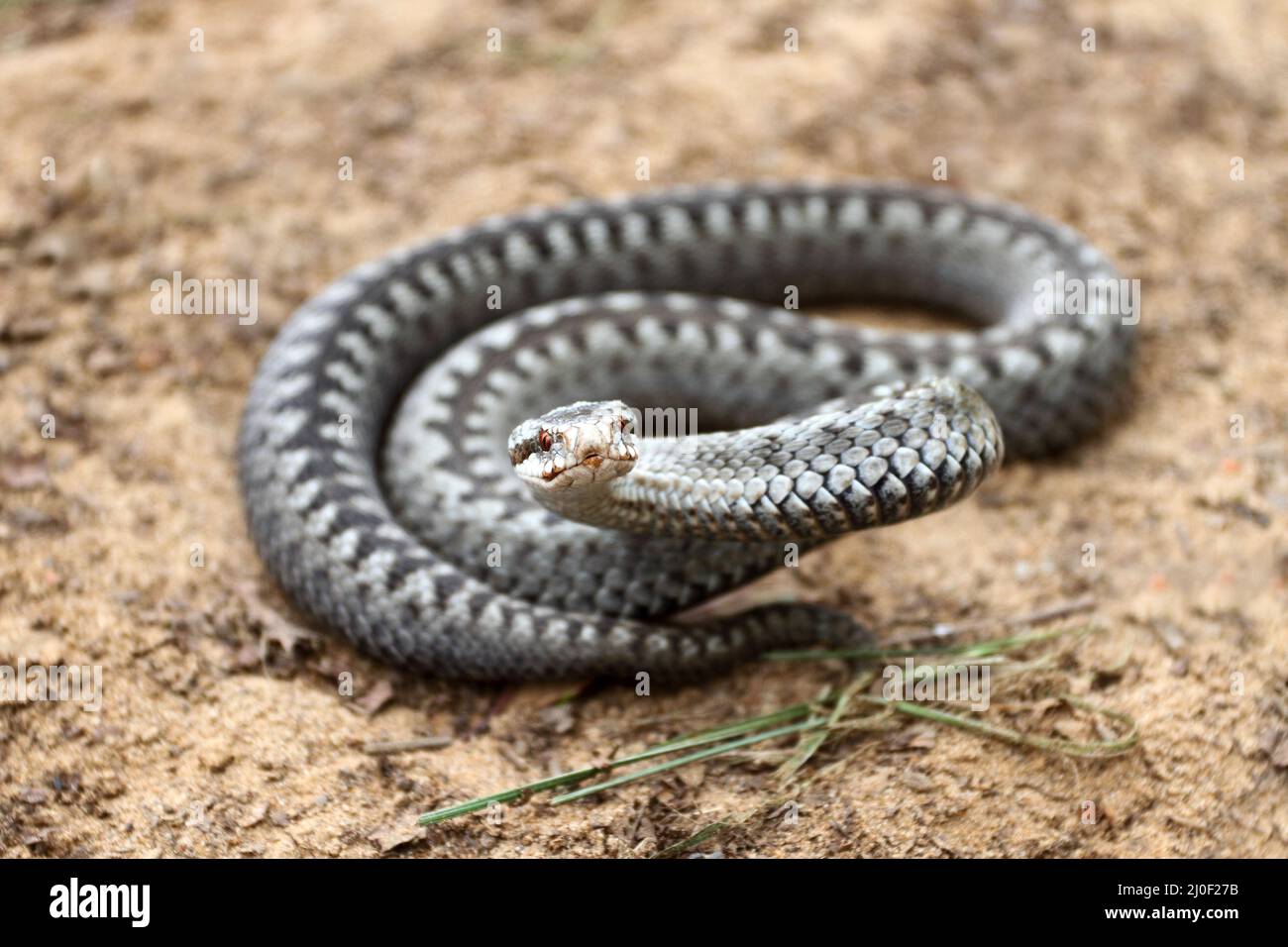Grey viper or adder venomous snake in attacking or defencive pose ...