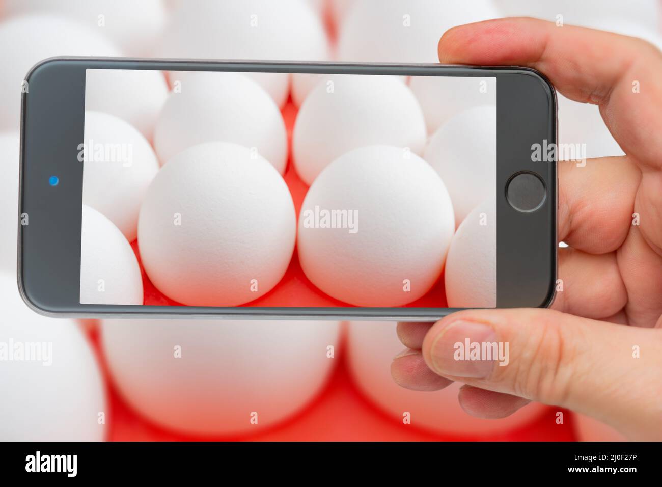 Chicken on white screen hi-res stock photography and images - Alamy