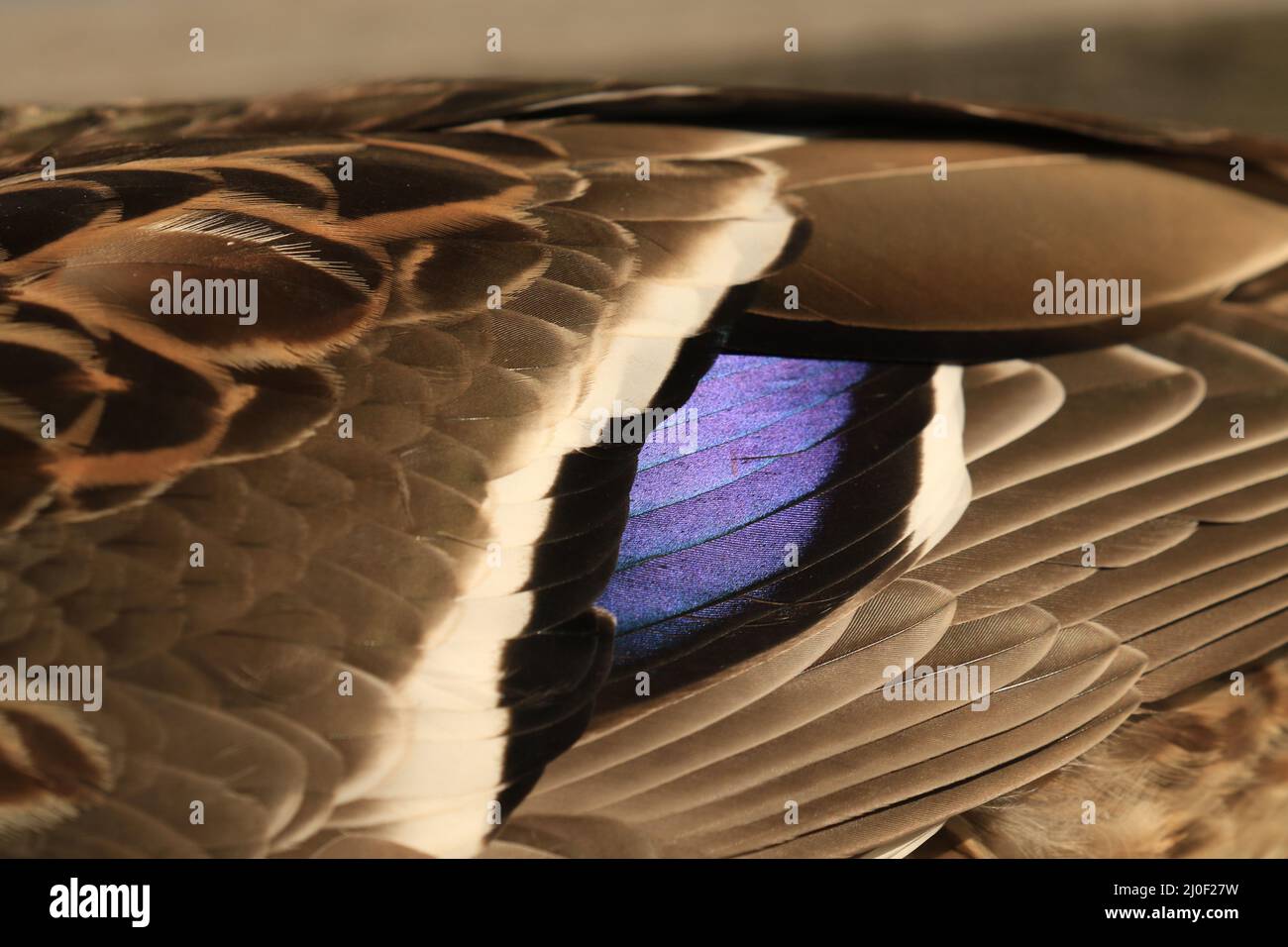Close up of the irridescent purple blue feathers on the wing of a ...