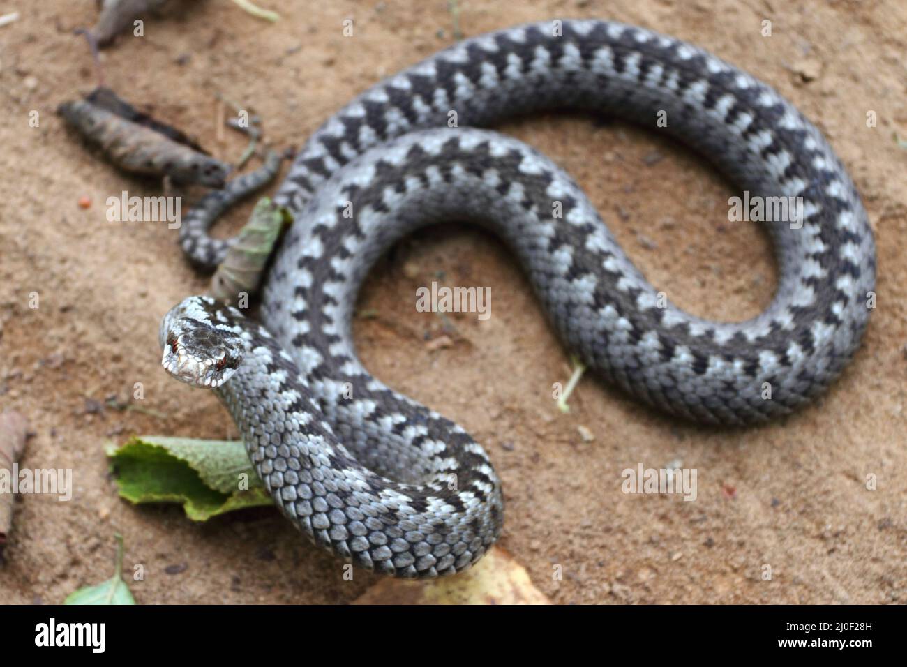 Grey viper or adder venomous snake in attacking or defencive pose ...