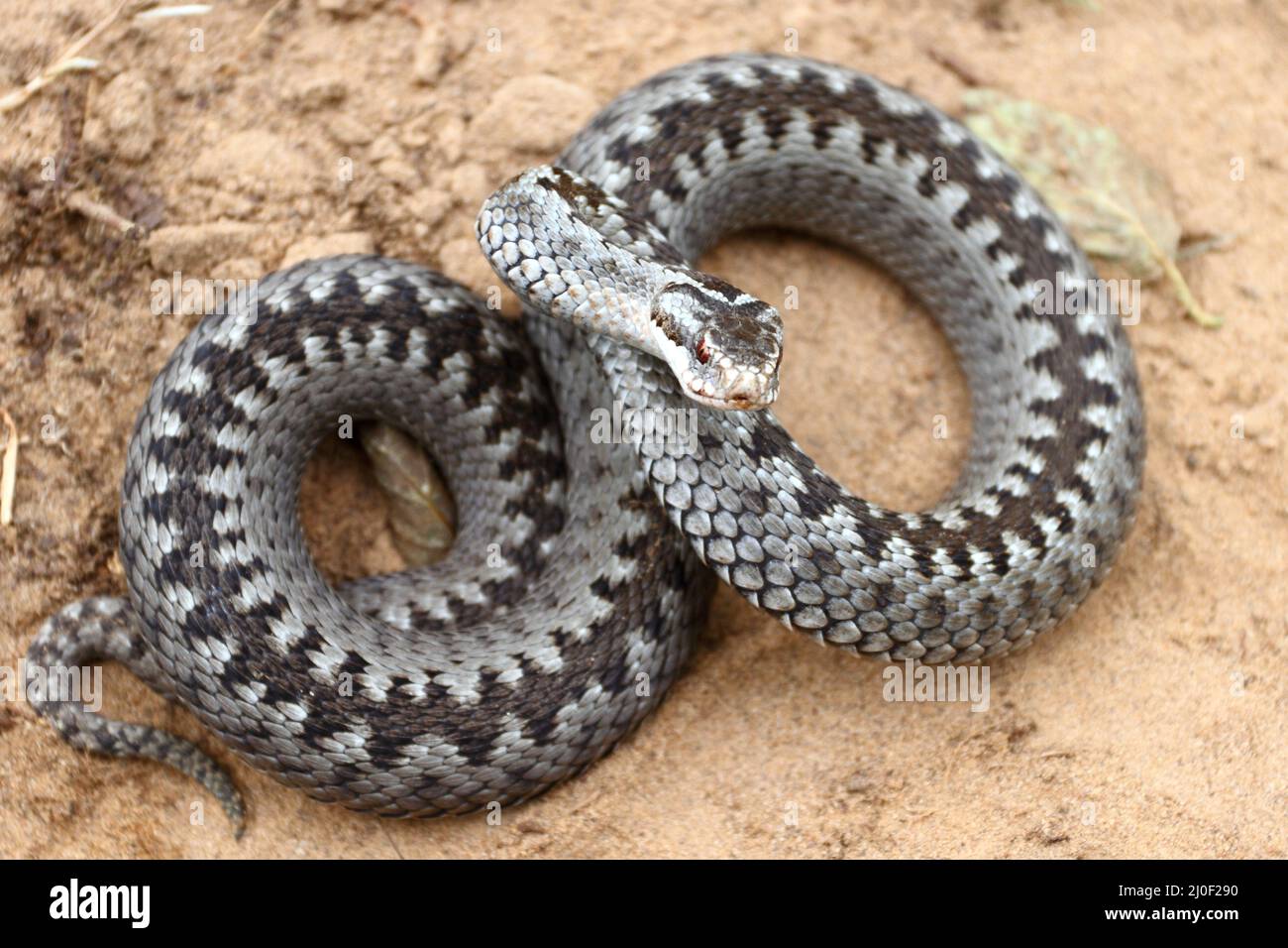 Grey viper or adder venomous snake in attacking or defencive pose ...